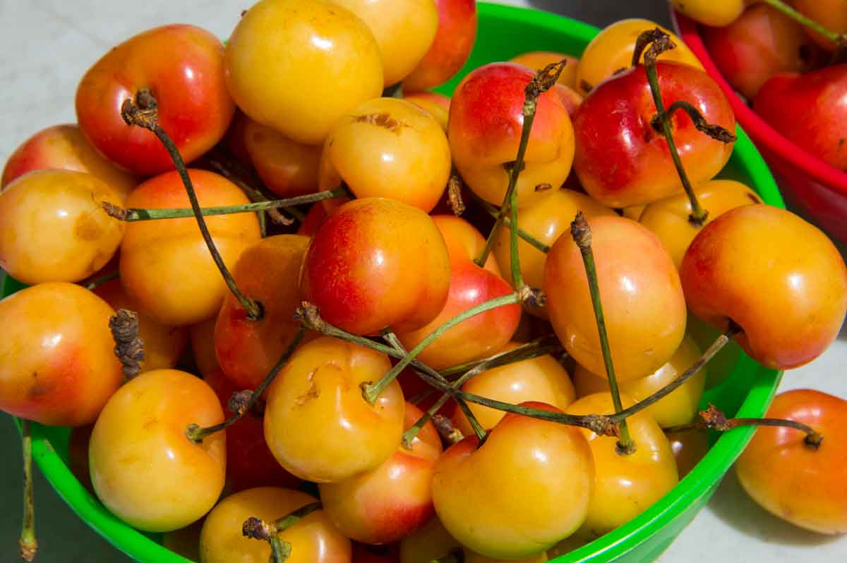 Kissack Adventures: Fog, Fruit, Fun and Food!!