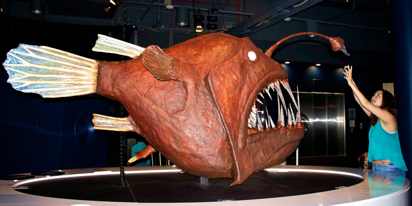 Anglerfish Salah Satu Ikan Laut Yang Bercahaya - Ikan Hias Air Tawar