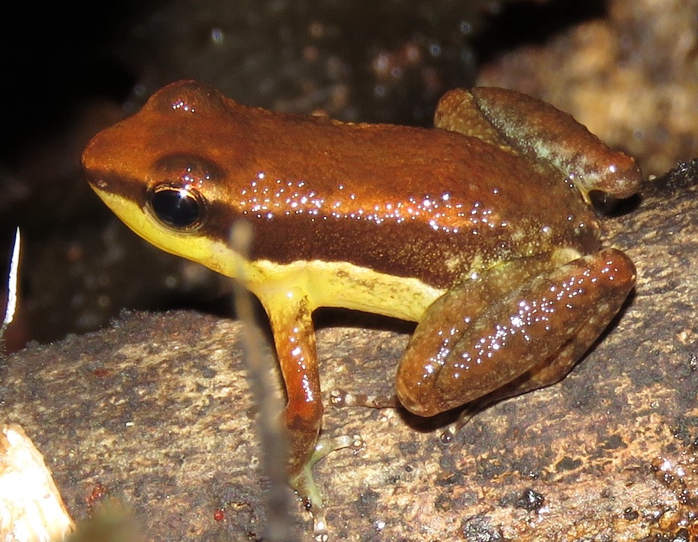 Birdernaturalist: Cristalino Birthday: Day 3