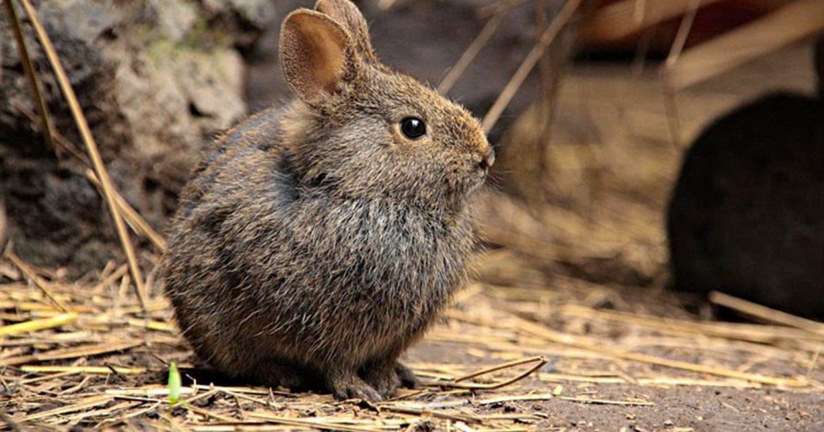 The Multicolored Diary: V is for Volcano rabbits (Folktales of ...