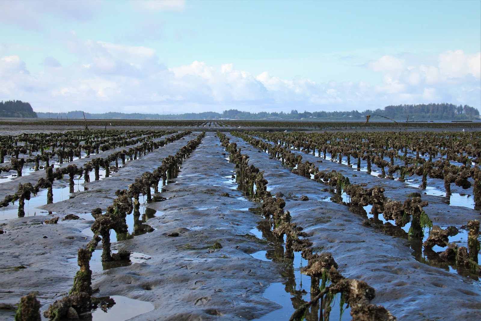 WSDA AgBriefs: Showcasing Shellfish in Willapa Bay