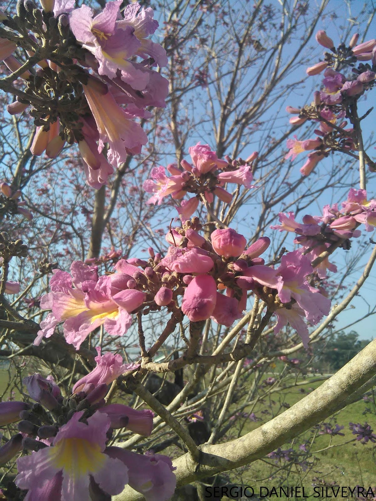 Flora Nativa de Entre Rios : junio 2019