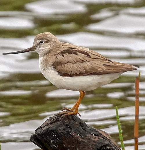 Terek sandpiper images | Birds of India | Bird World