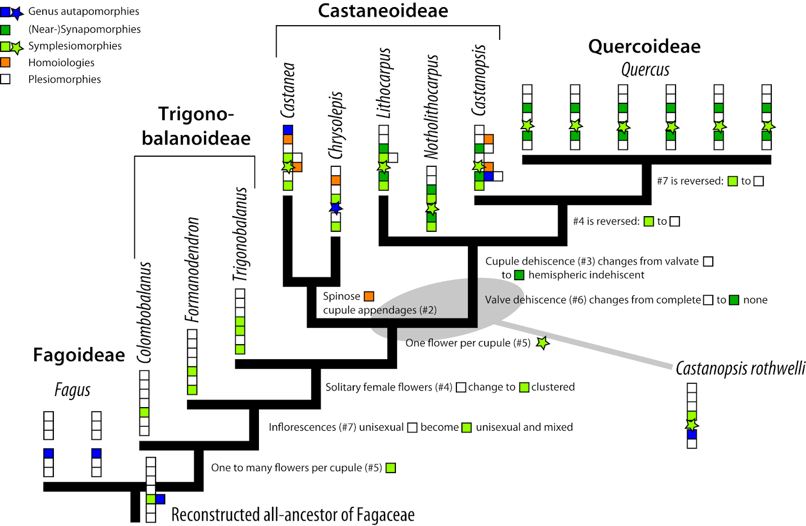 The Genealogical World of Phylogenetic Networks: Why we may want to map ...