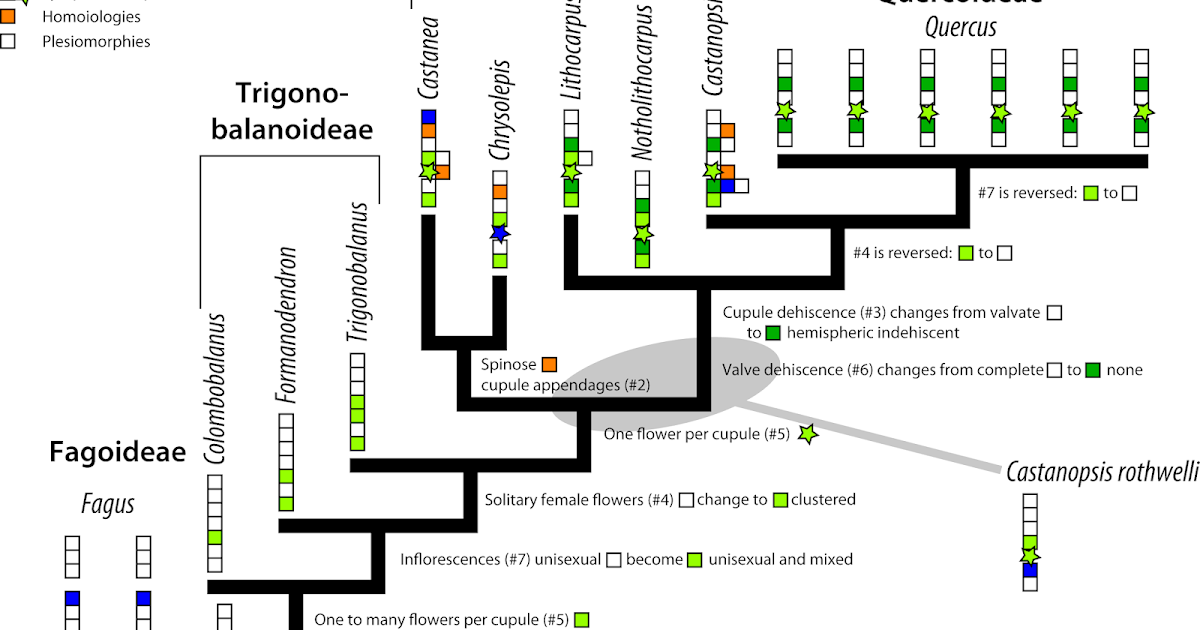 The Genealogical World of Phylogenetic Networks: Why we may want to map ...