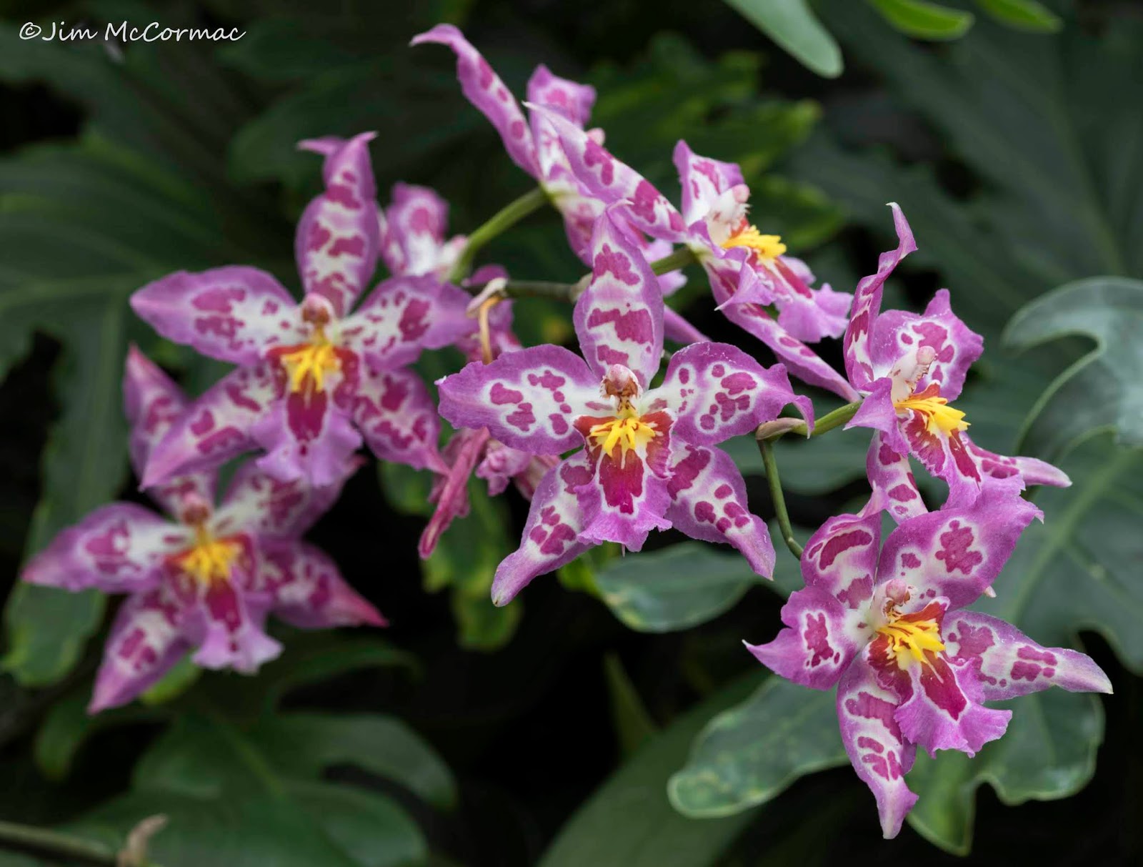 Ohio Birds and Biodiversity: Orchid Photography Workshop!