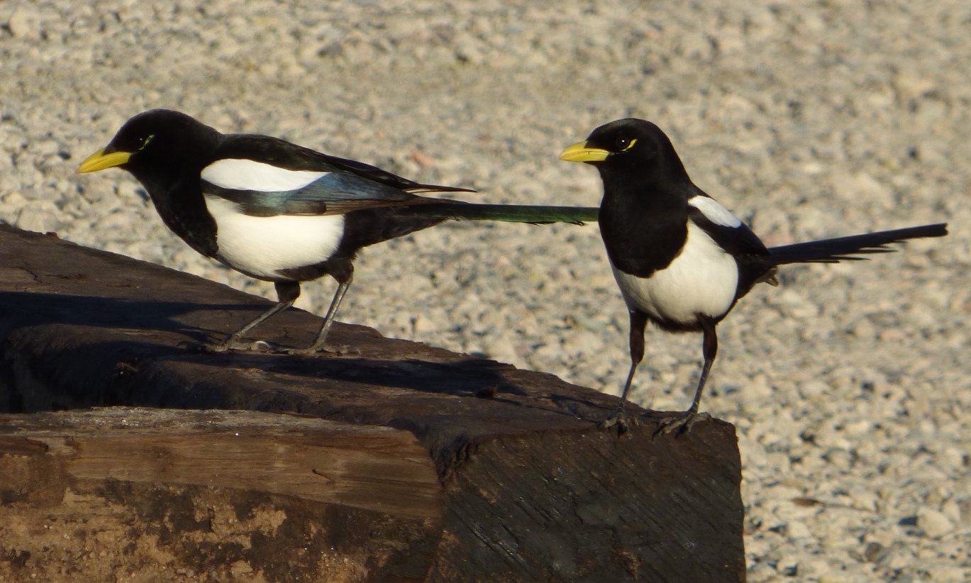 Geotripper's California Birds: Yellow-billed Magpies on the West Campus