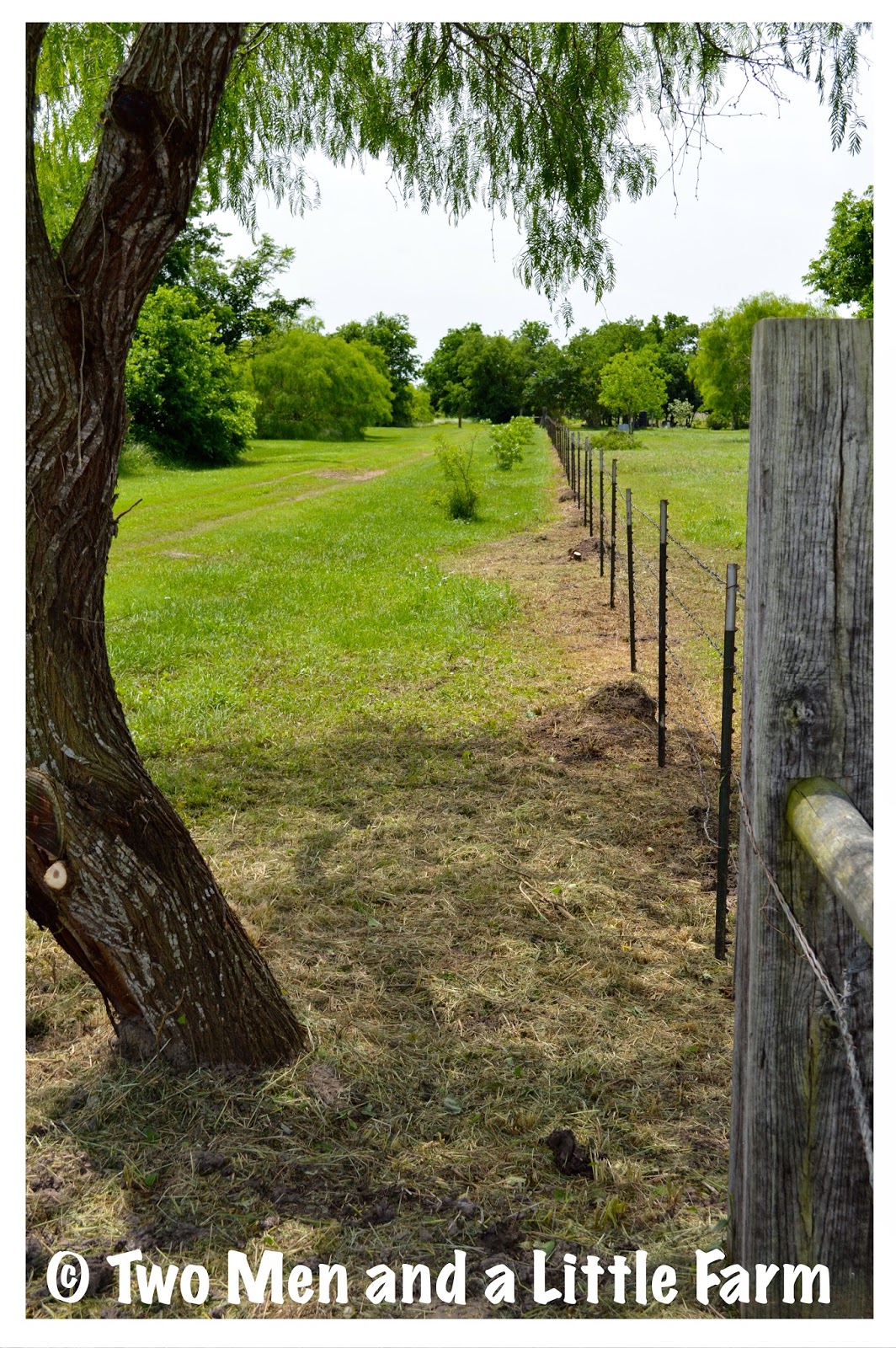 HOw To FENCELINE CLEARING