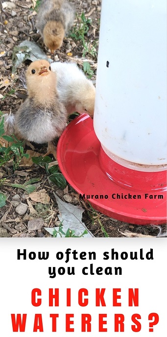 Chicken waterers, how often should you clean them? - Murano Chicken Farm