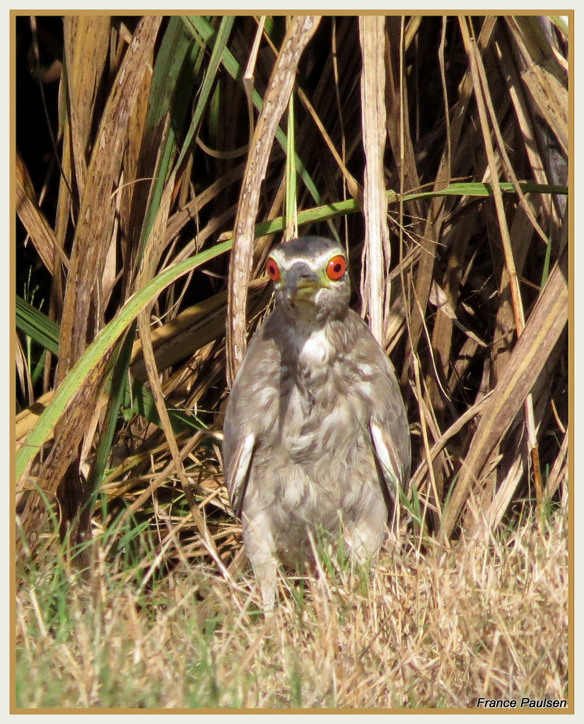Bird Tweets: Sod Fields