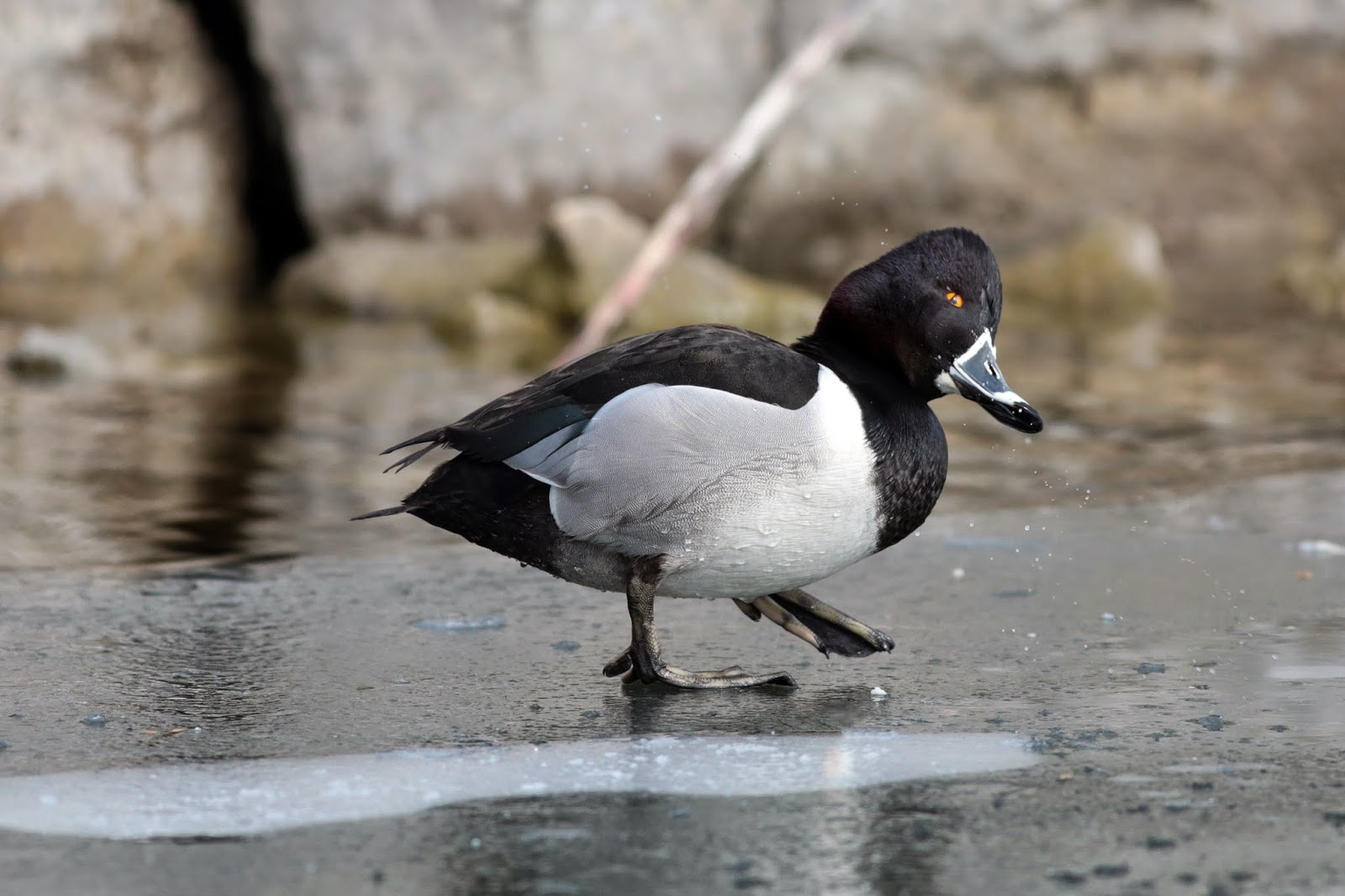 Janice's Birding Blog: Ring-billed, errr, I mean Ring-NECKED Duck!