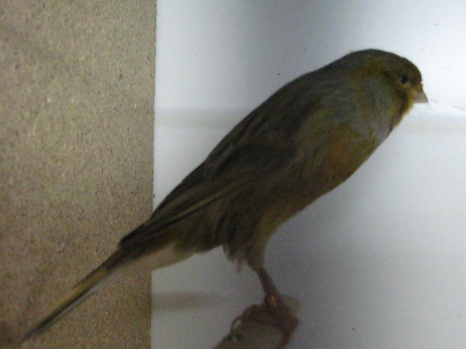 Yorkshire Canary: yorkshire