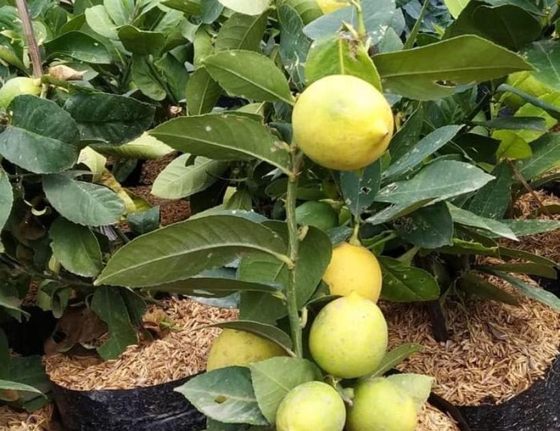 Grosir Bibit Buah Jeruk Lemon Kondisi Bebuah Jawa Timur - asquaretechnology