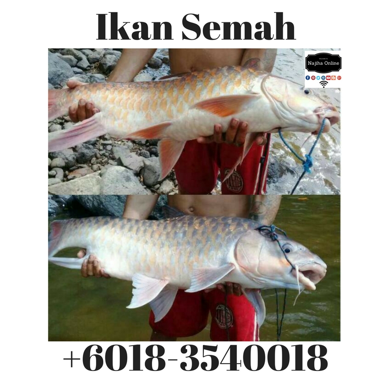Ikan Semah
