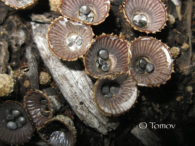 Ijams Journal: Budding young mycologist visits Ijams