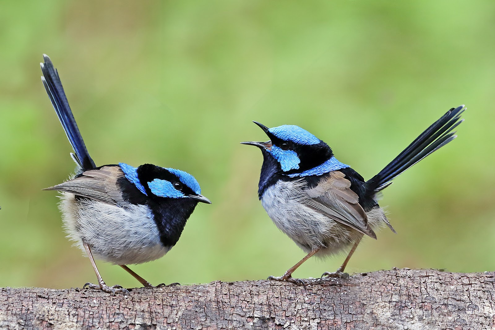 Pertinent perches are paramount