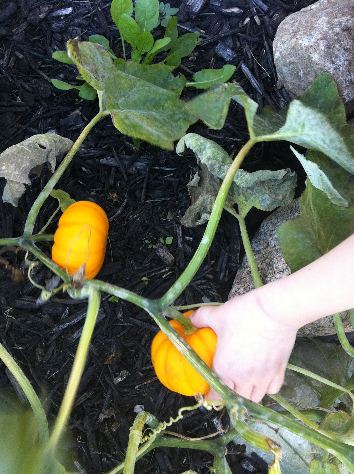 Handmade by CJ: Growing Mini Pumpkins - The Easy Way!
