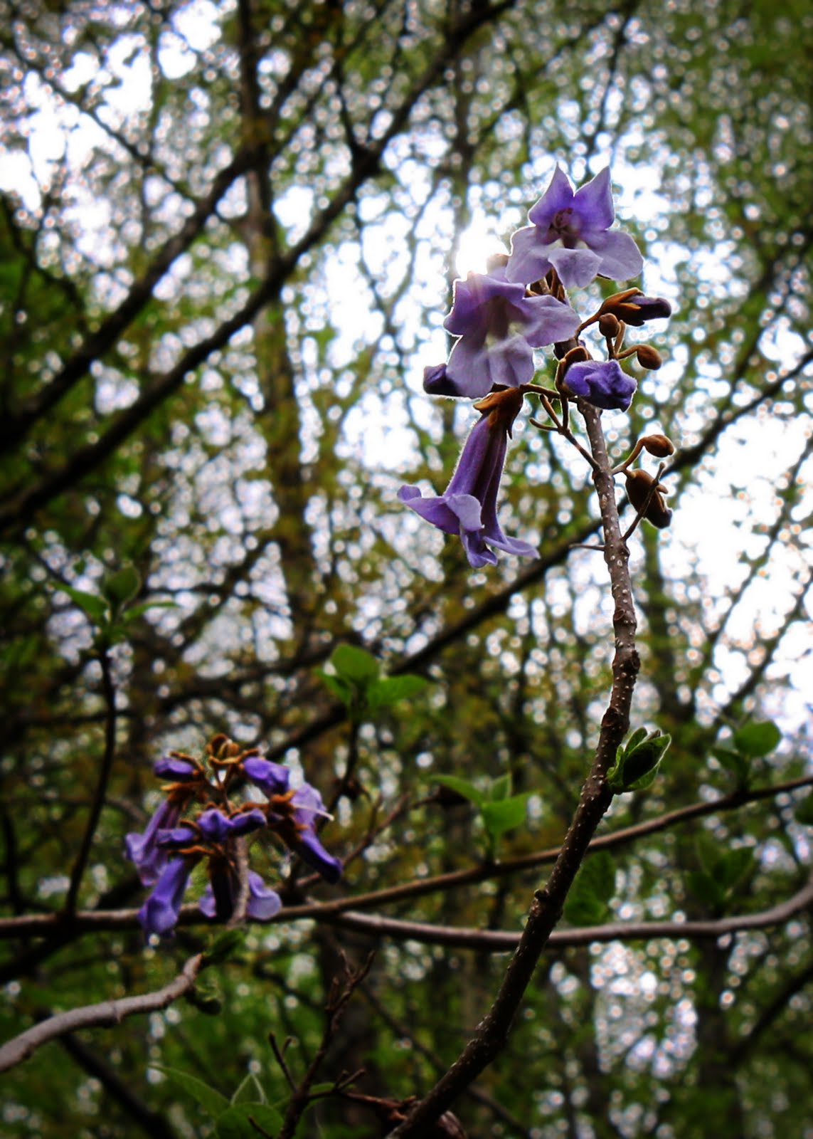 Backwoods Babe: Princess Tree