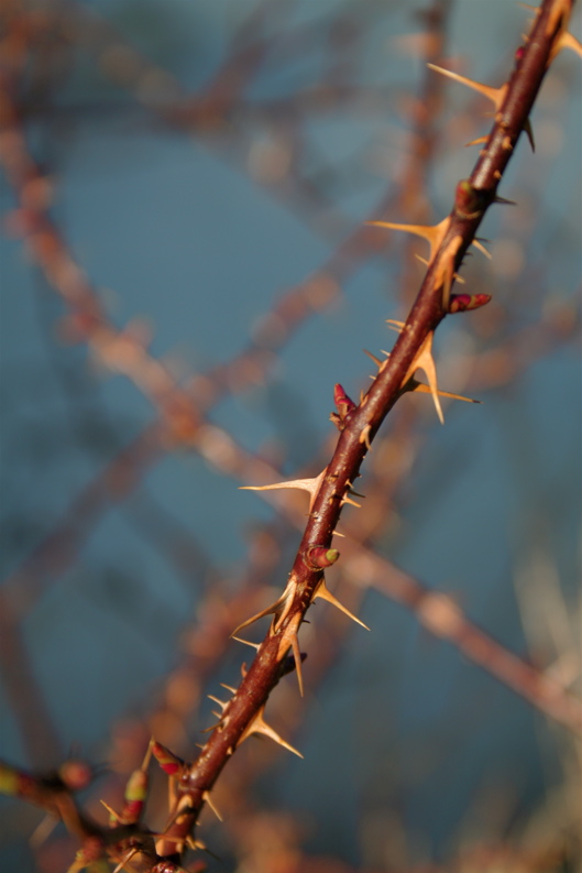 Chapter 7 :Dynamics: CHAPTER 8 SUPPORT AND MOVEMENT