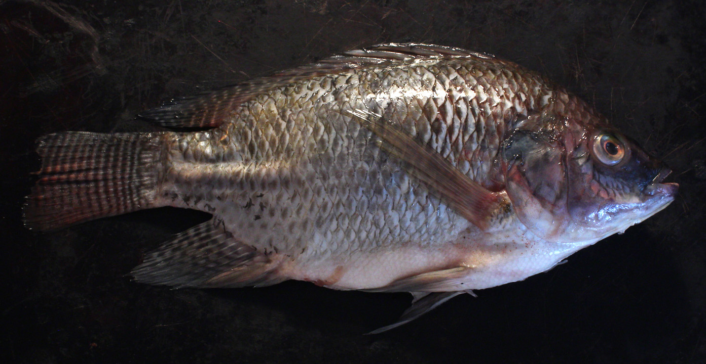 The 99 Cent Chef: Grilled Fish - Video Recipe