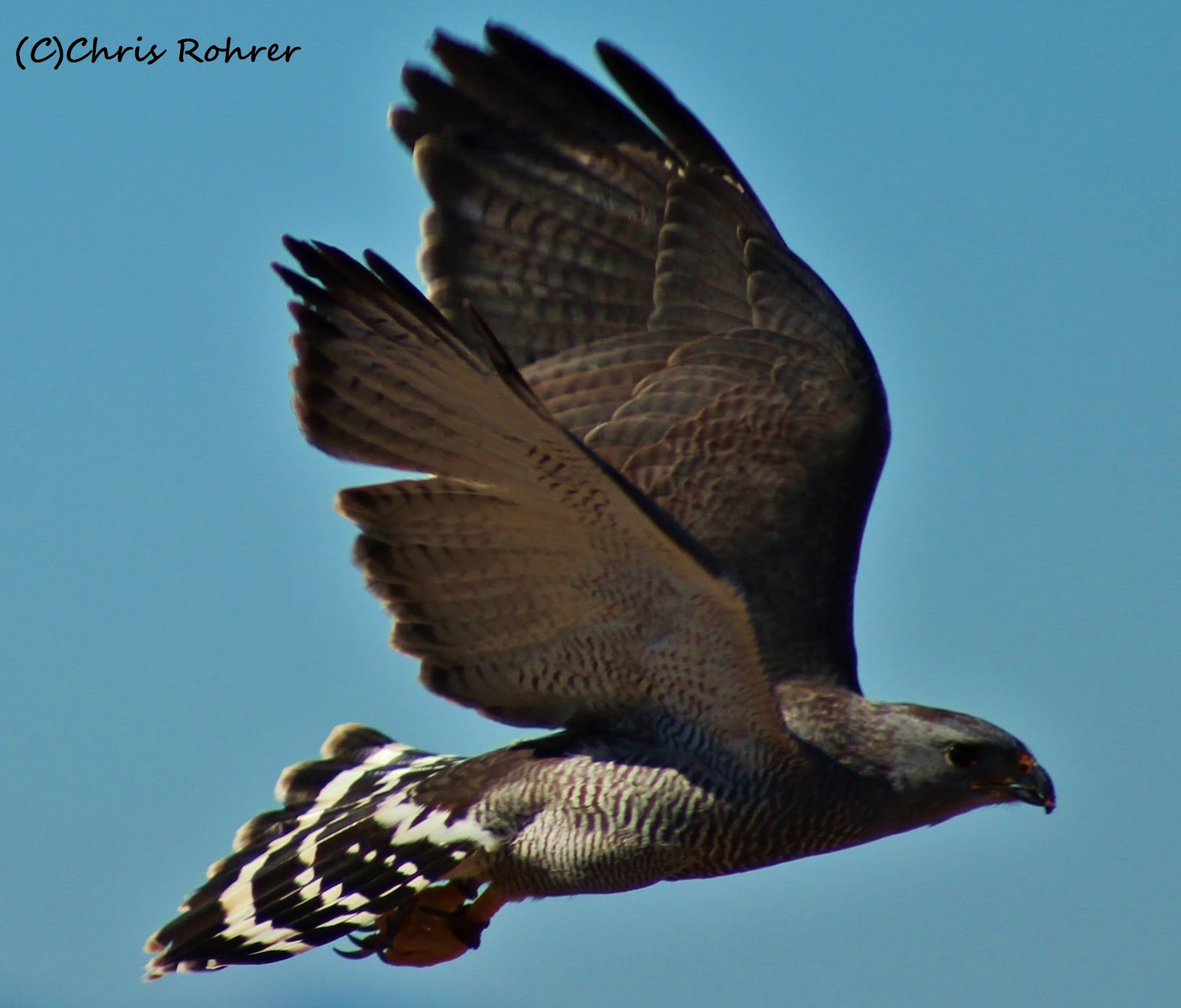 Las Aventuras: Gray Hawks