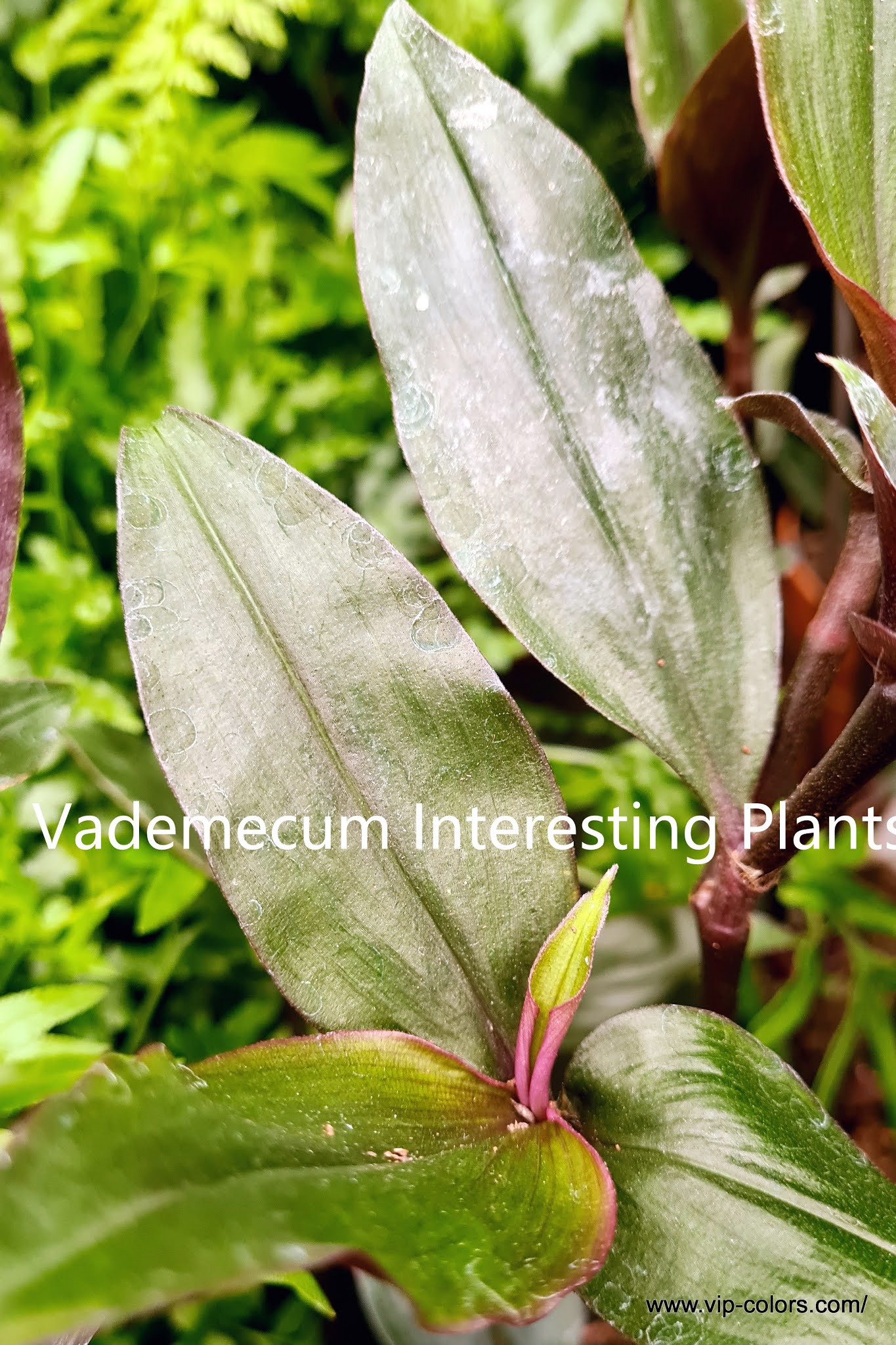 Vademecum Interesting Plants: Tradescantia spathacea - Reo meksykańskie ...