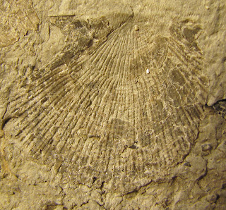 Views of the Mahantango: Pseudaviculopectin exacutus pelecypod from the ...