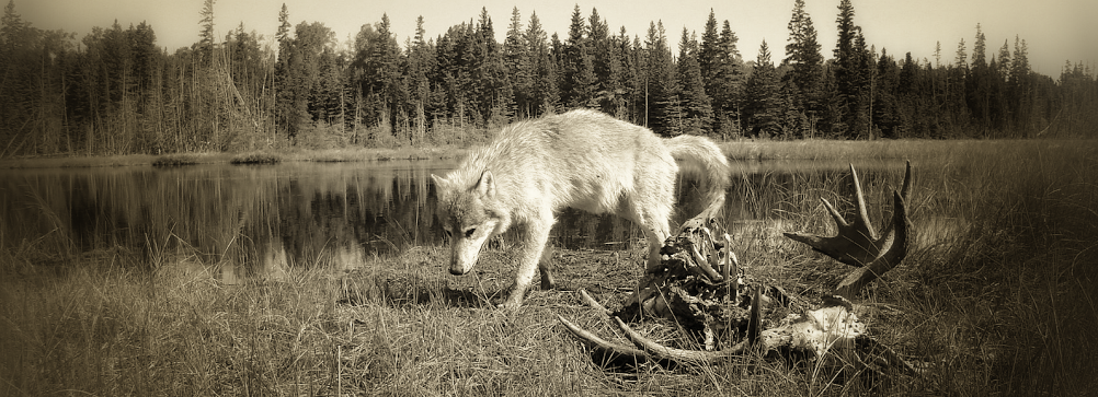 STOP WOLF HUNTS: MICHIGAN WOLVES ~ ACTIONS ~ NEWS