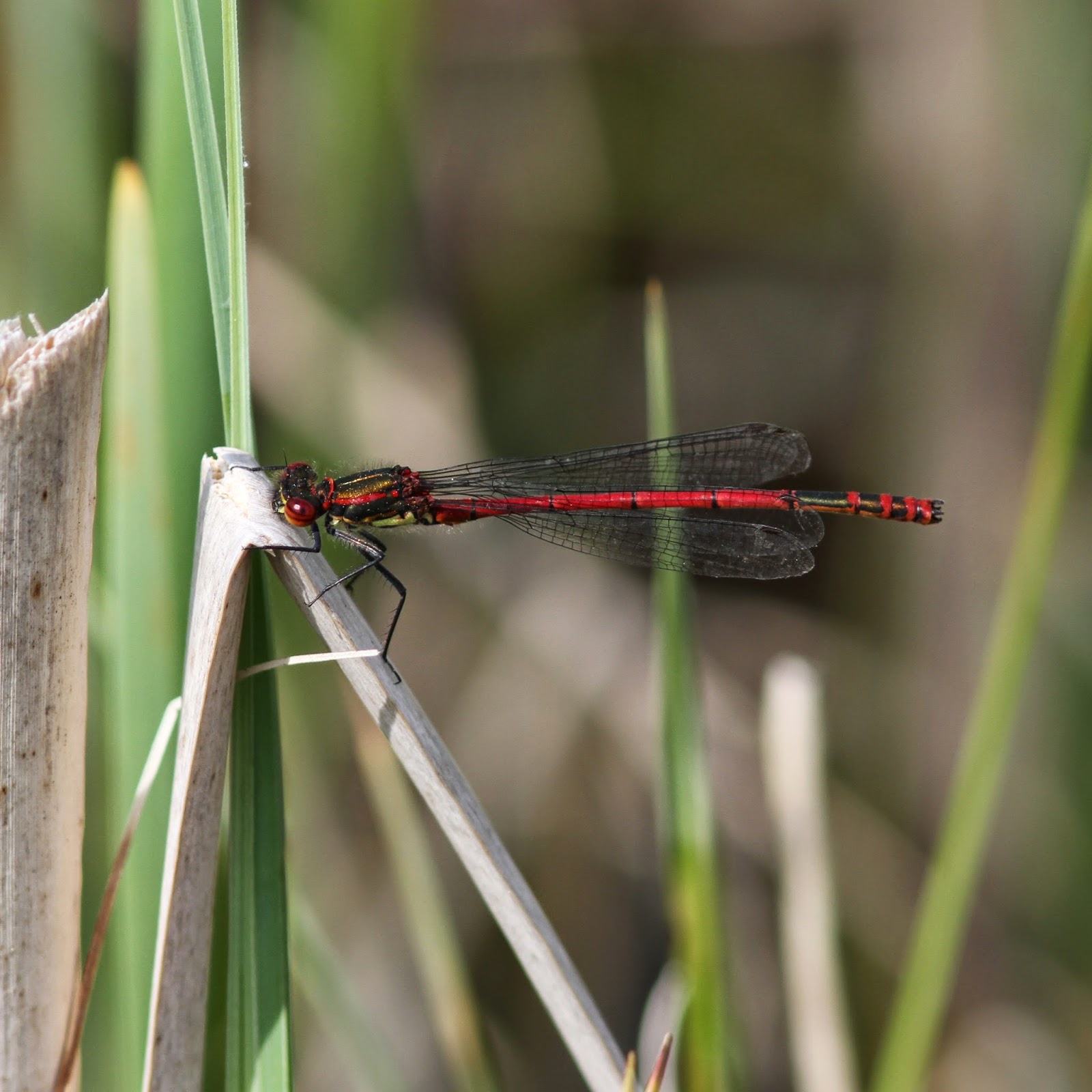 TrogTrogBlog: Large Red Damselfly