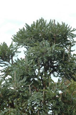 The Nature of Robertson: Magnificent Grevillea Garden
