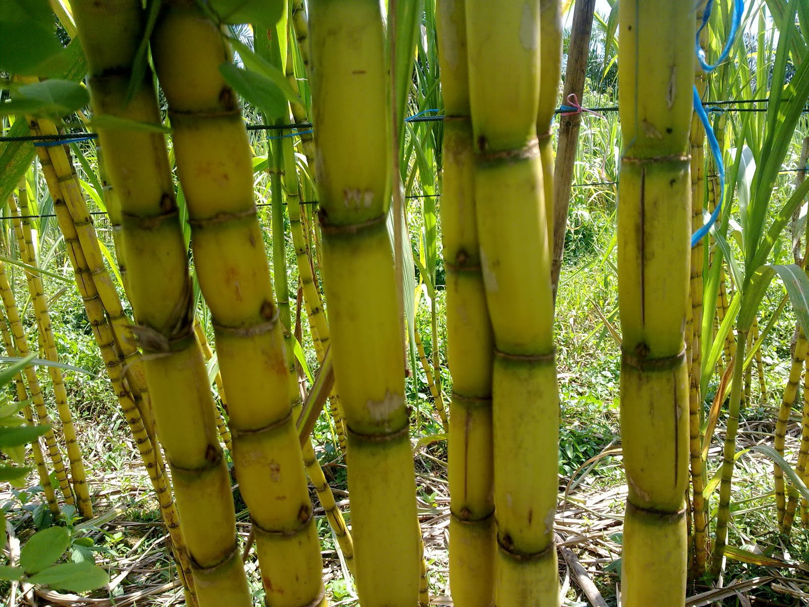 ladang tebu terengganu