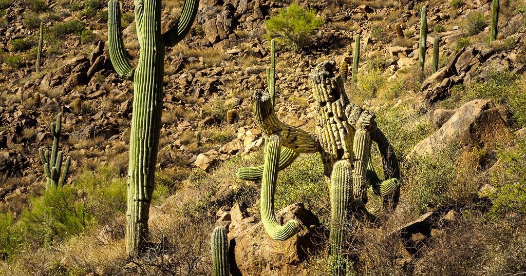 Enderle Travelblog: Running Cactus