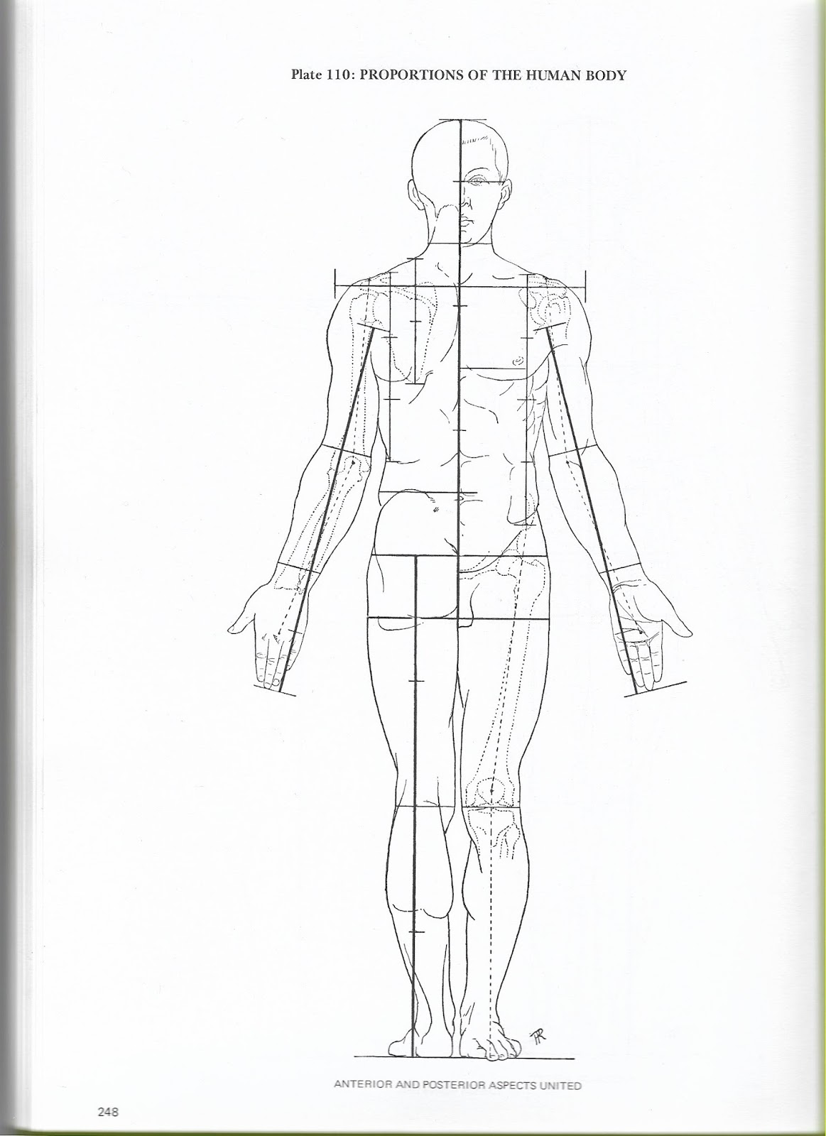 Artistic Anatomy Glasgow: Proportion Systems