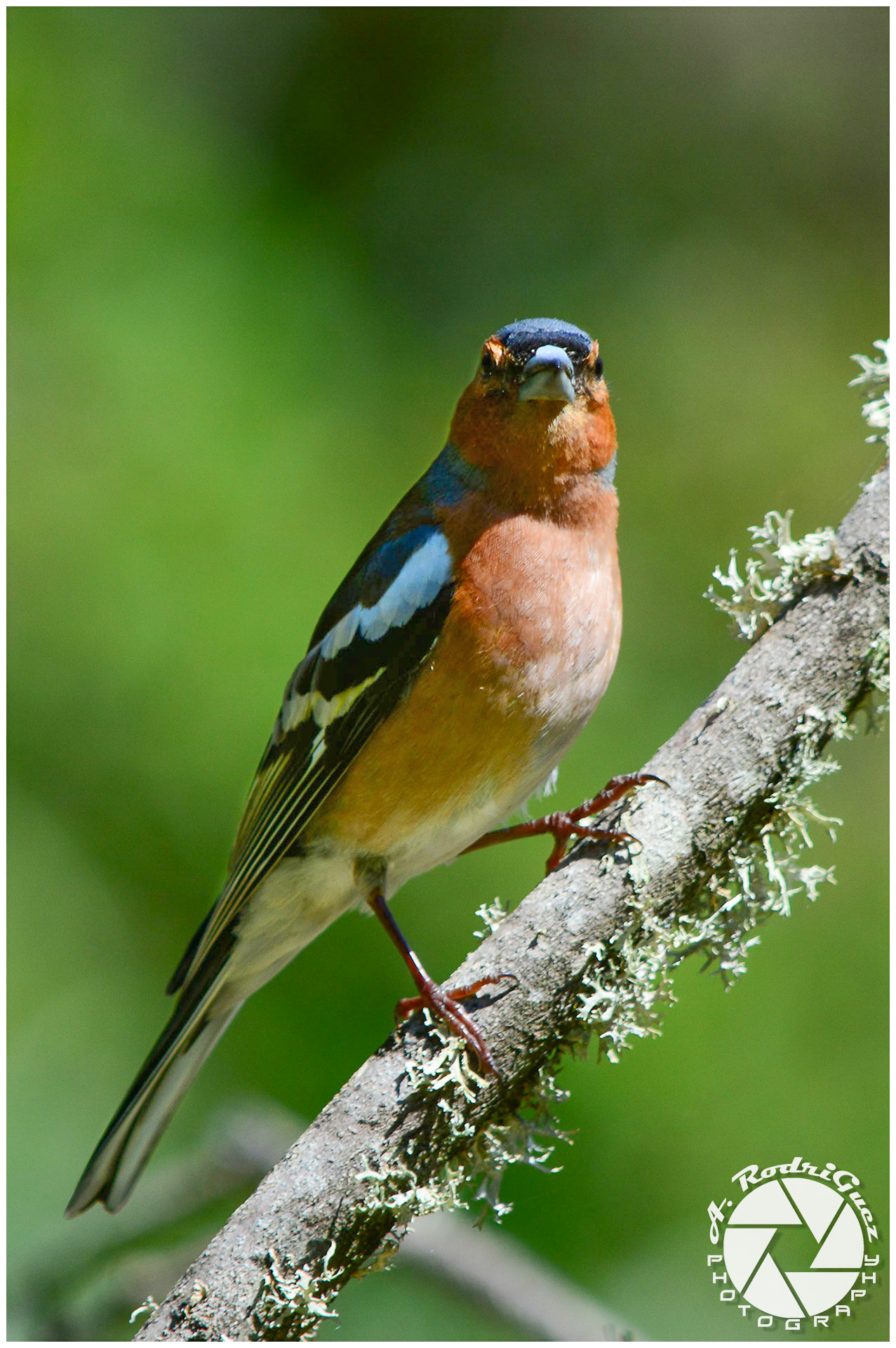 Naturaleza y Paisajes de España: Pinzón común (Fringilla coelebs)