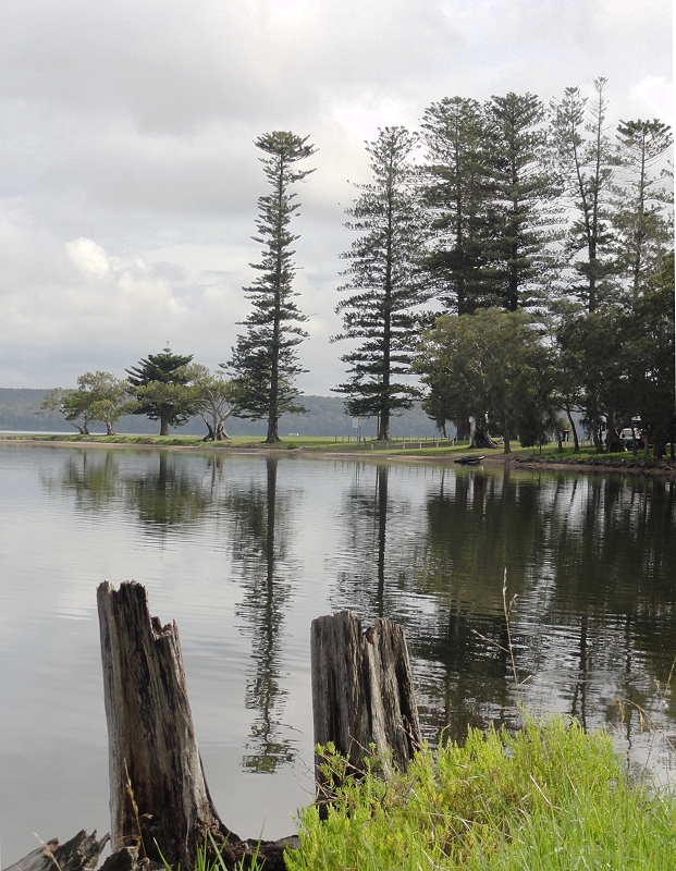 Snap Happy Birding: Weekend Reflections at Shingle Splitters Point