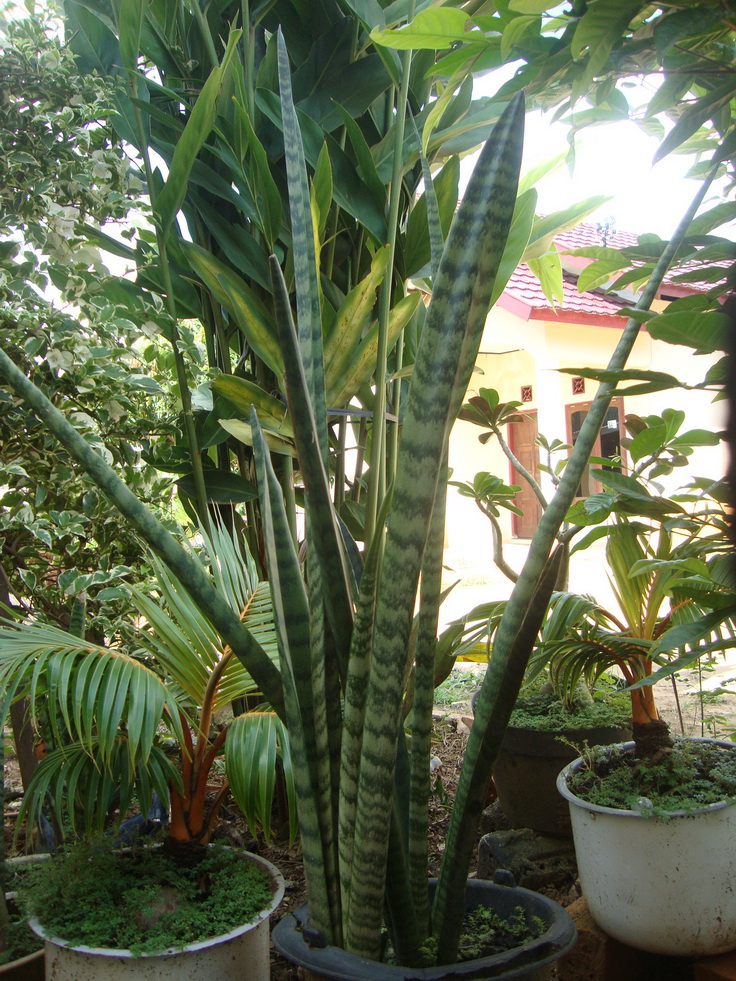 aeiroura_green_leaf: My Sanseviera : trifasciata/black parva/parva stick