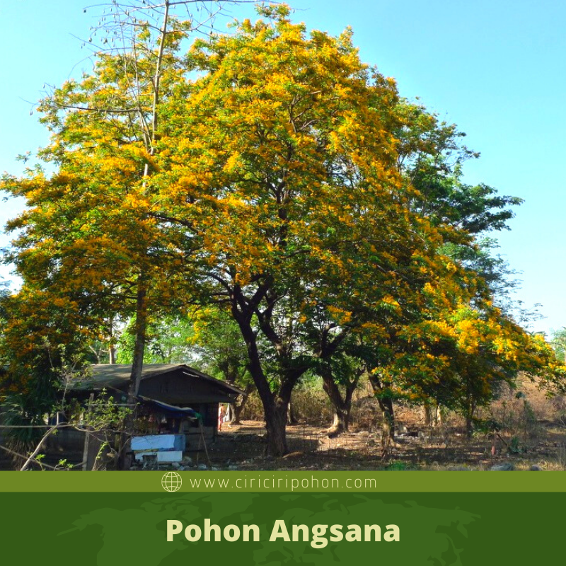 Ciri Ciri Pohon Angsana (Pterocarpus indicus) Di Alam Liar ...