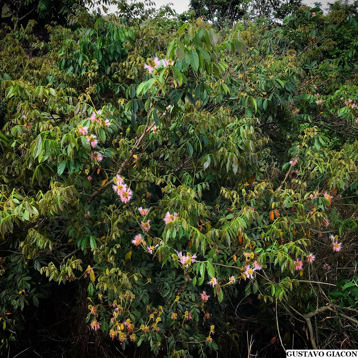 Viveiro Ciprest - Plantas Nativas e Exóticas: Ingá Cabeludo Anão de ...