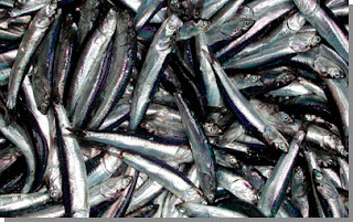 la pesca en el mar peruano: LA ANCHOVETA