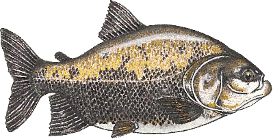 Tambaqui - PESCA CERRADO