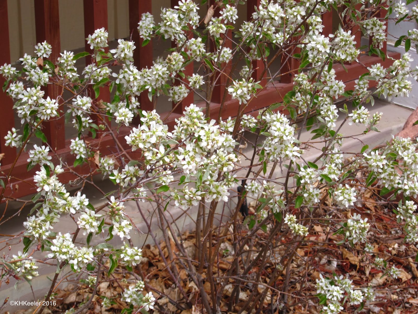 A Wandering Botanist: Plant Story--Flowering Shrub of Spring ...
