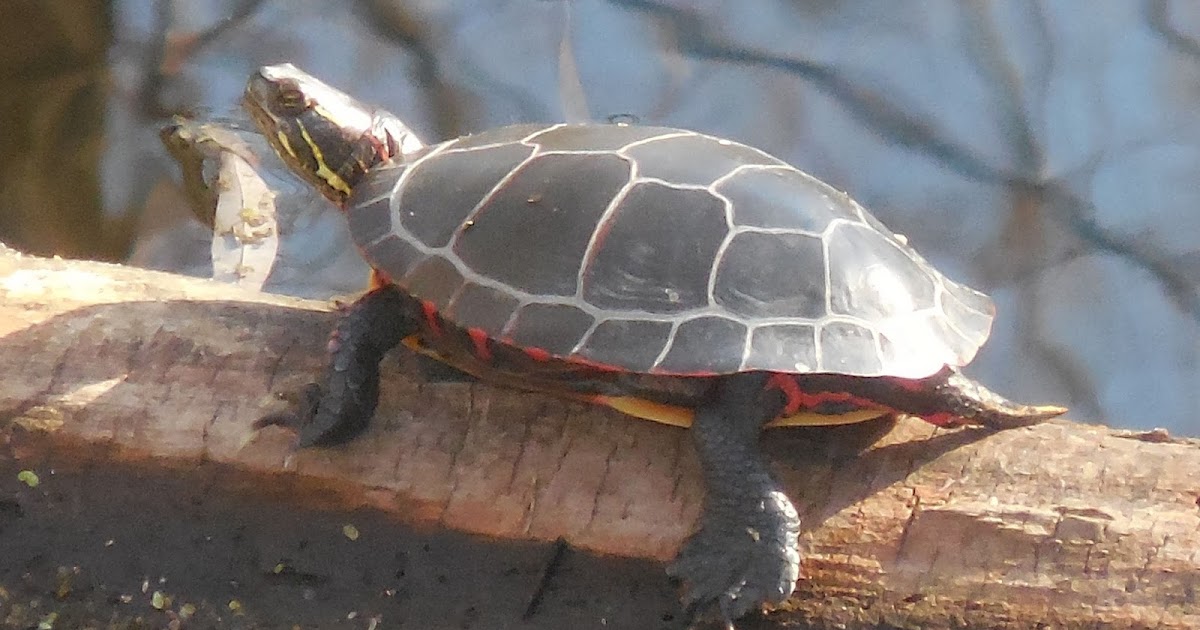 Mark Bellis: First Turtle of Spring