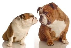 Tout savoir sur les chiens et les chiots: Reproduction