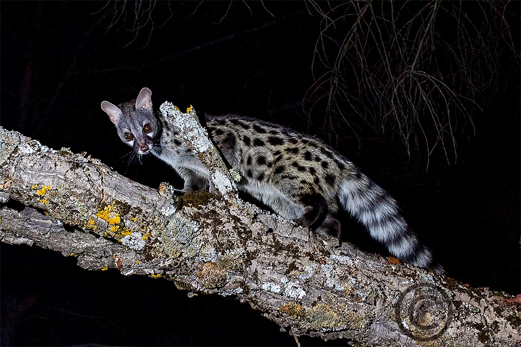 El Rinche de Berry : 2013