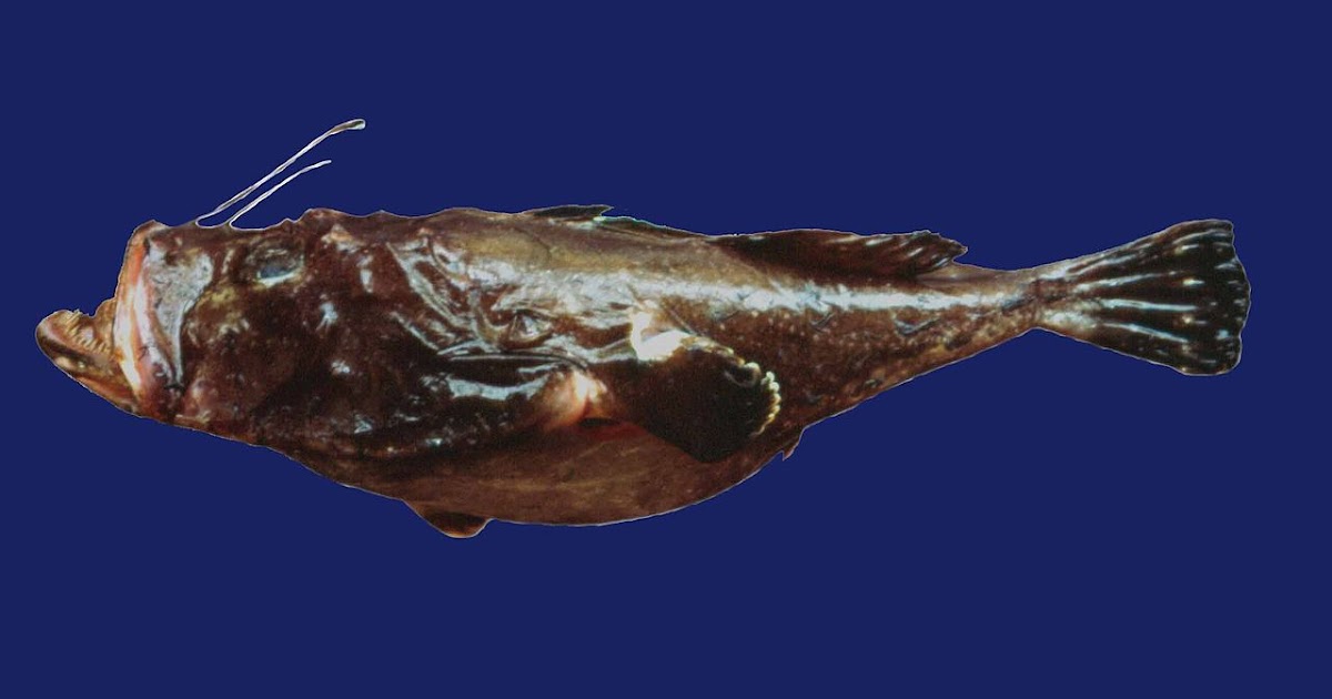 Artes de Pesca: ACTINOPTERYGII