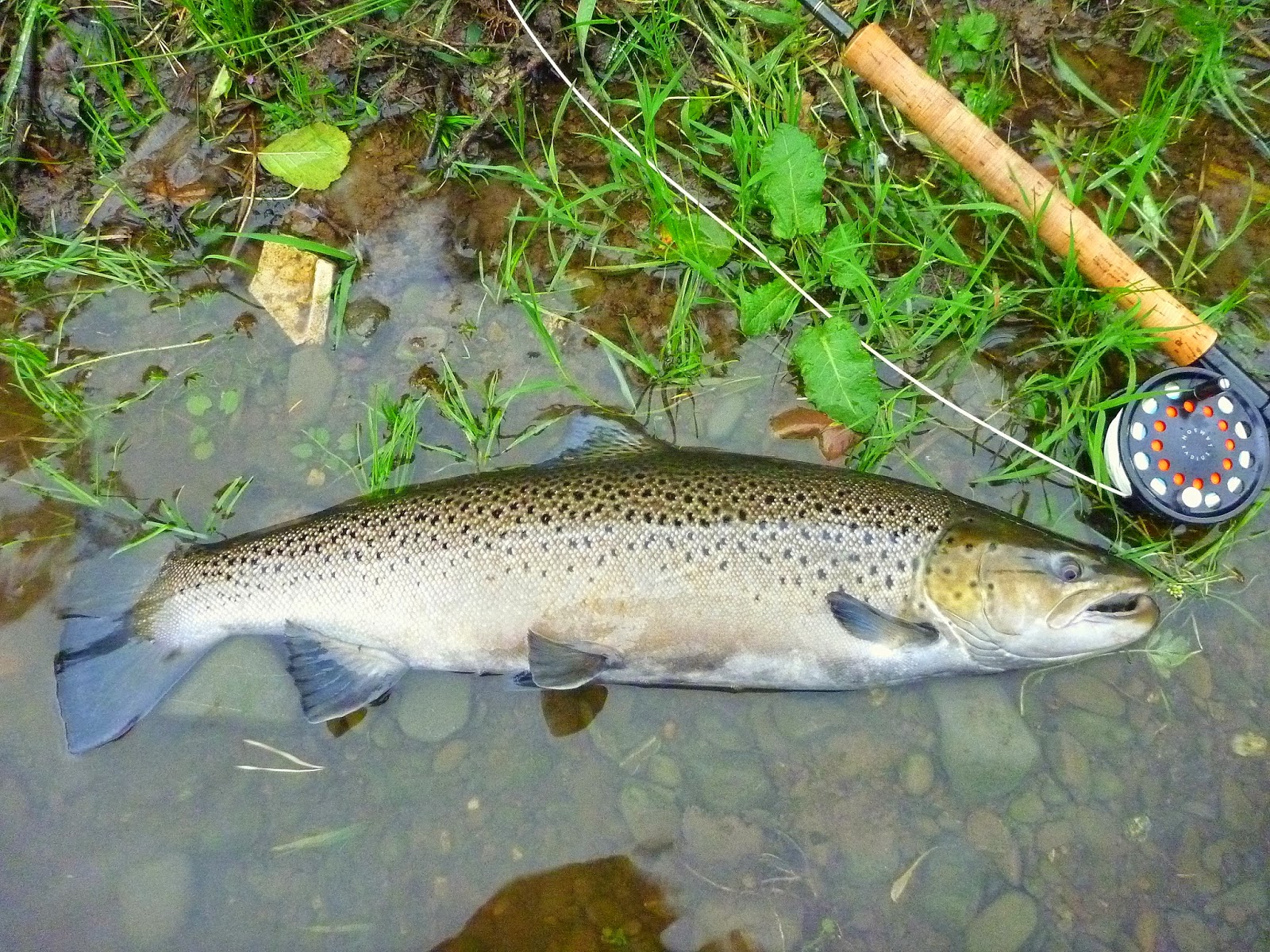 Cardrona Fishing: Nice sea trout