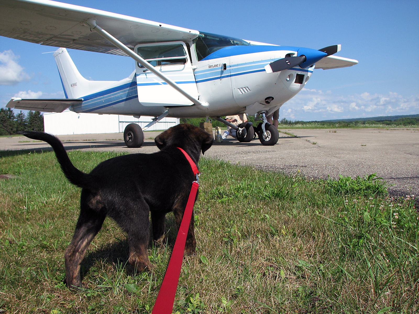A mile of runway will take you anywhere.: Safety Pilot N Paws