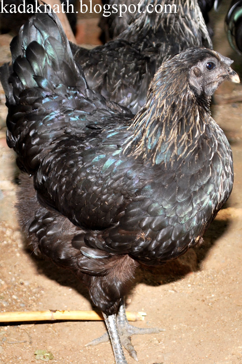 PIONEERS IN ORIGINAL KADAKNATH CHICKEN: Kadaknath chicken picture