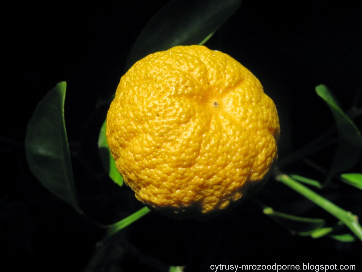 Cytrusy Mrozoodporne: Citrandarin