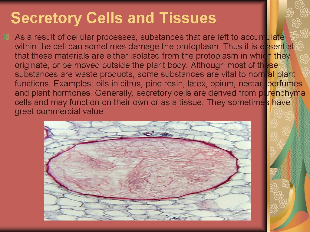 Secretory Cells and Tissues - THE SAIF's WORLD